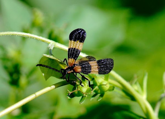 Banded Net-wing Beetle | Project Noah