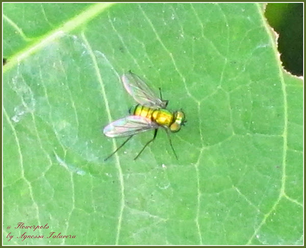 Long-legged Fly | Project Noah