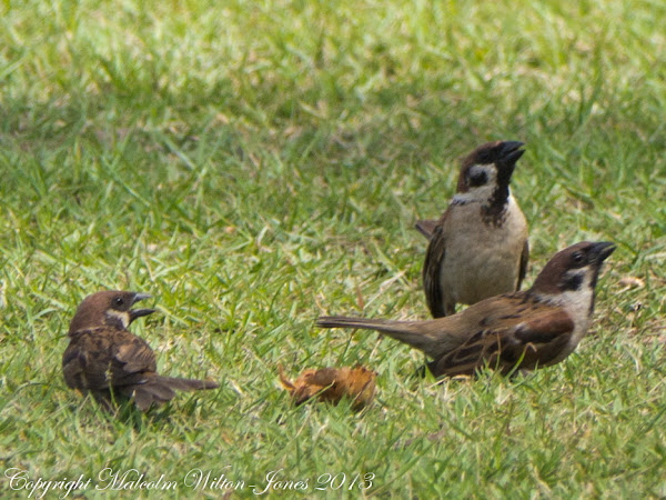 Tree Sparrow | Project Noah