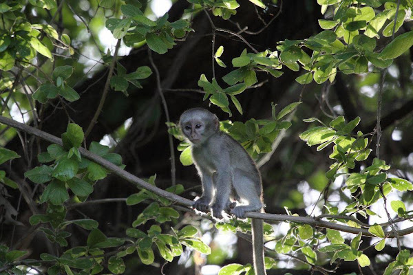 Vervet Monkey | Project Noah