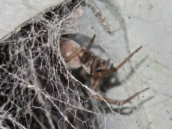 Grey House Spider | Project Noah