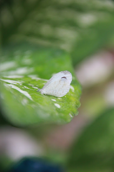 Pieridae Butterfly | Project Noah