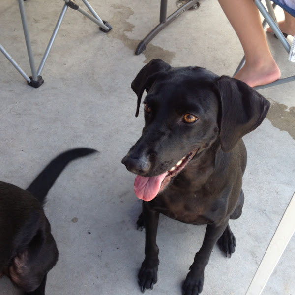 Whippet lab mix | Project Noah