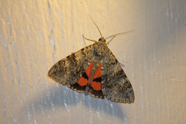 Sweetheart Underwing | Project Noah
