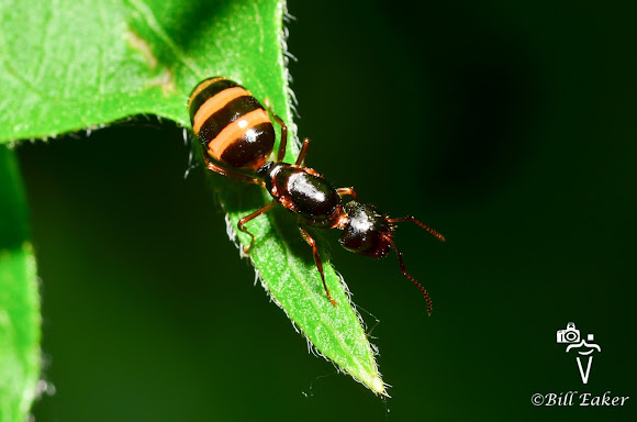 Carpenter Ant | Project Noah