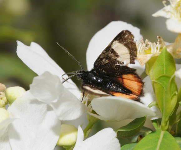 Grapevine Epimenis | Project Noah