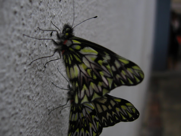 Pierid Butterfly | Project Noah