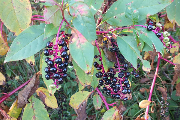 Poke Weed | Project Noah