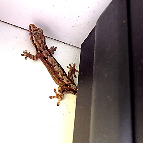 Mourning gecko | Project Noah