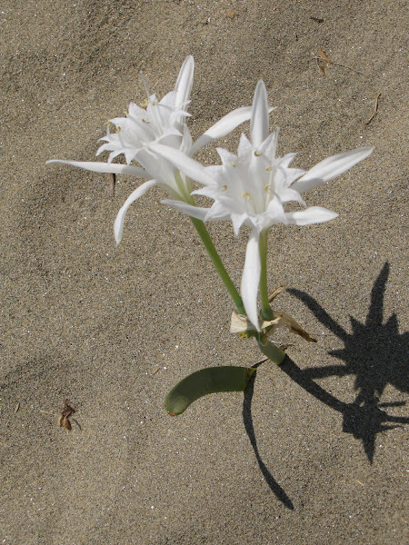 Sand Lily | Project Noah