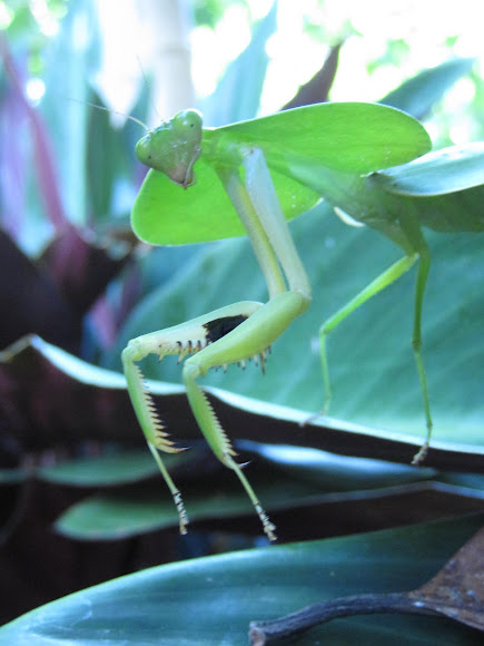 Leaf-mimic Mantis (Hood Mantis ) | Project Noah