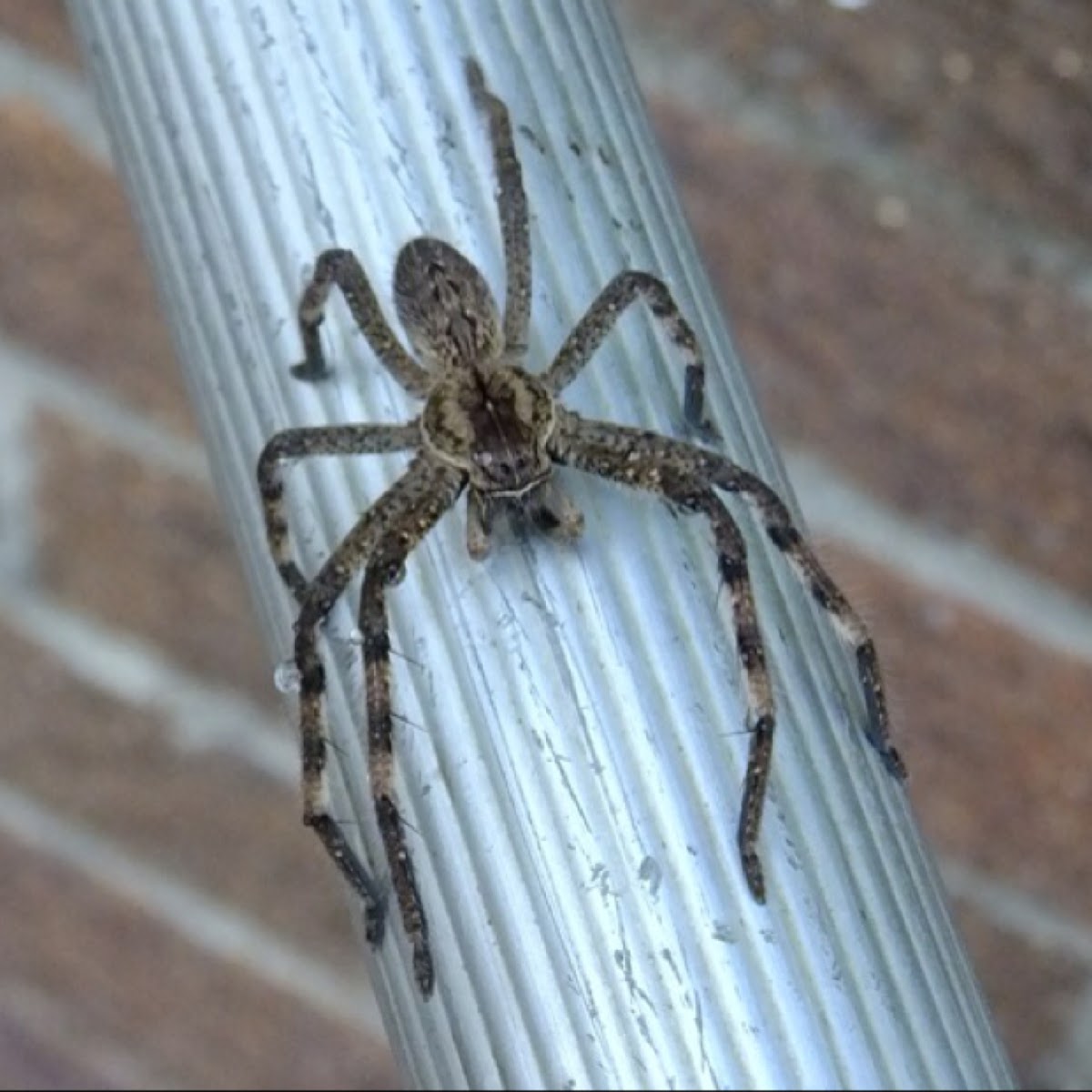 Rain Spider | Project Noah