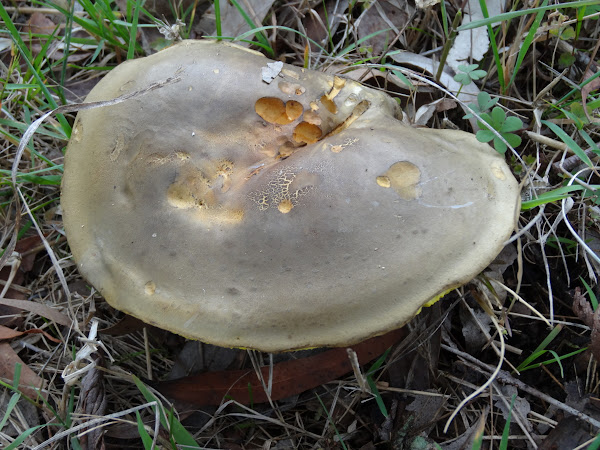 Golden gilled bolete | Project Noah