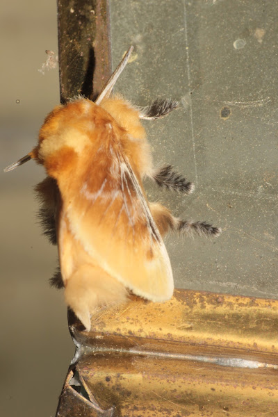 Southern Flannel Moth | Project Noah