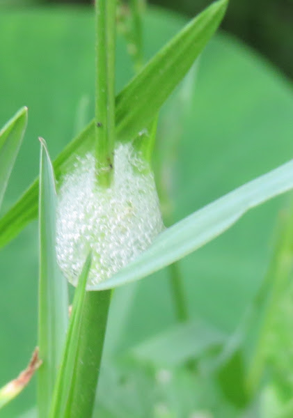 Spittlebug Froth Nest | Project Noah