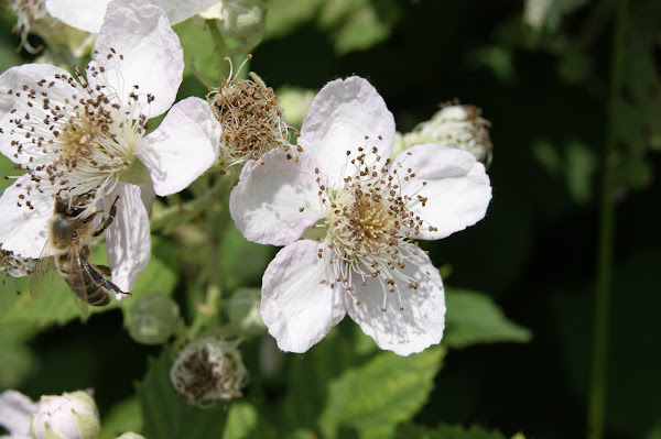 Blackberry | Project Noah