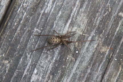 domestic house spider or barn funnel weaver | Project Noah