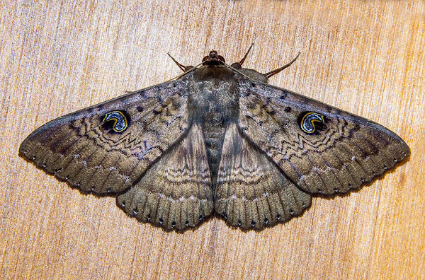 Northern Wattle moth | Project Noah