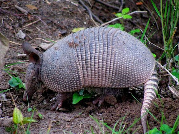 Nine-banded Armadillo | Project Noah