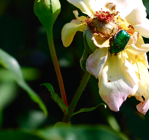 Rose chafer | Project Noah