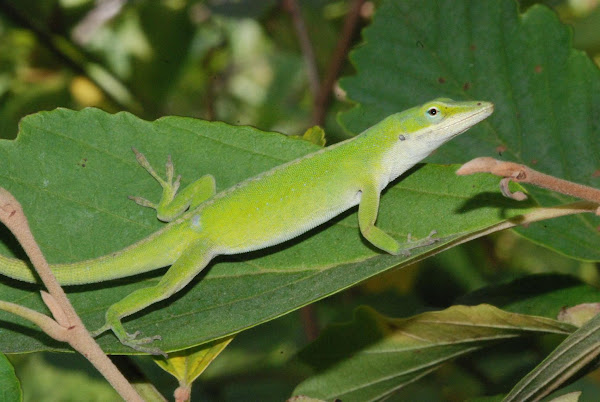 Green anole | Project Noah