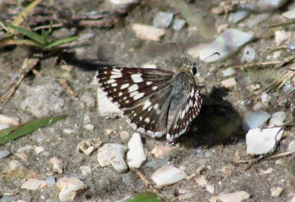 Tropical Checkered Skipper | Project Noah