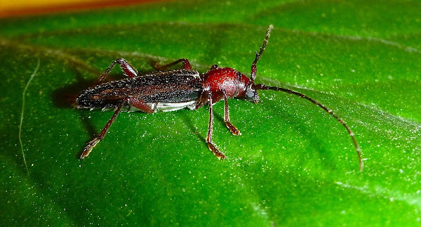 Red-Necked Long-Horn Beetle | Project Noah