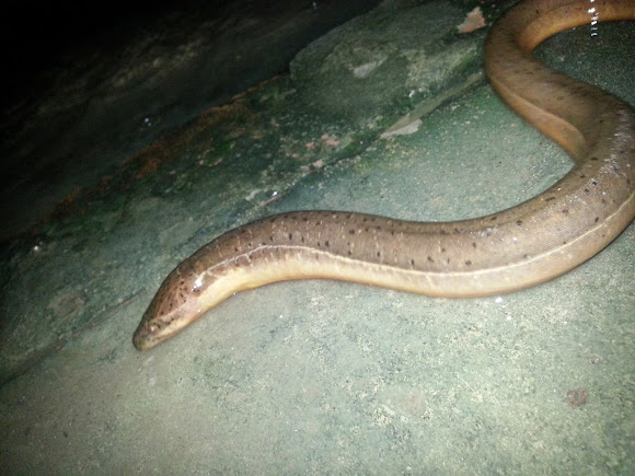 Cuchia | Project Noah