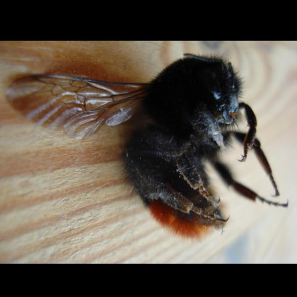 Humlebi | Project Noah