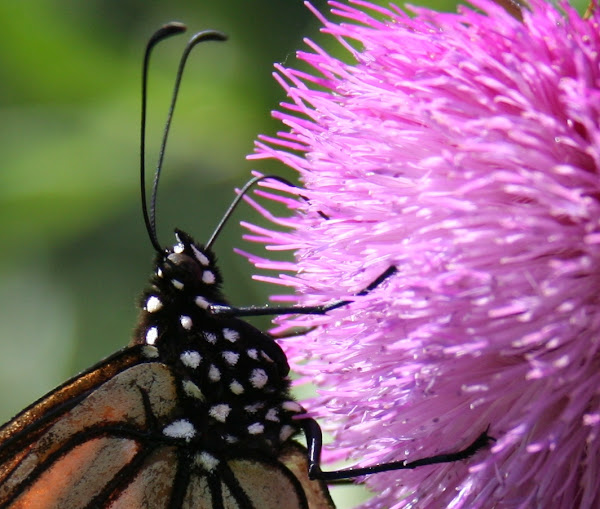 Monarch Butterfly | Project Noah