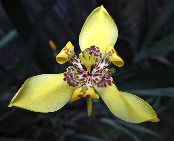 Yellow Walking Iris | Project Noah