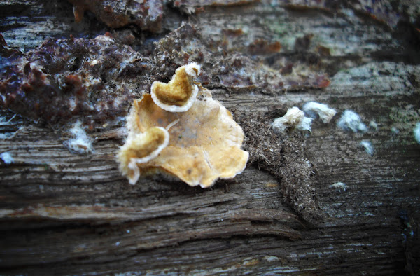 Stereum | Project Noah