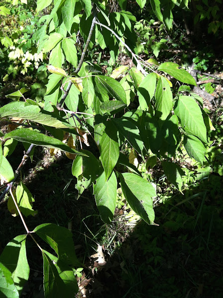 Box elder maple | Project Noah
