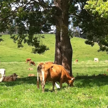 Cow and Crane | Project Noah