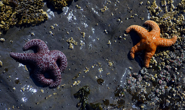 Starfish | Project Noah