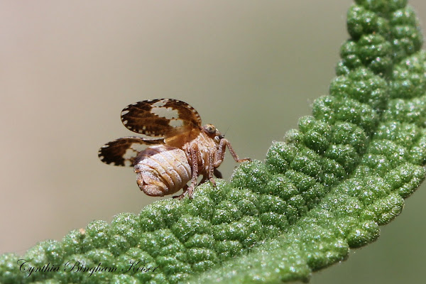 Issid Planthopper | Project Noah