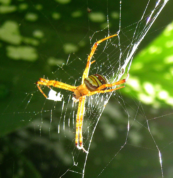 X Spider | Project Noah