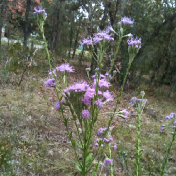 Florida Paintbrush | Project Noah