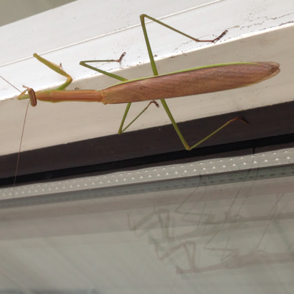 Chinese Mantid | Project Noah