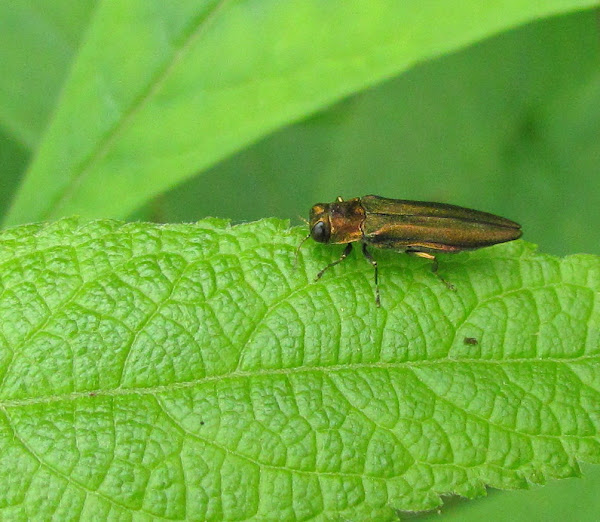 Emerald Ash Borer | Project Noah