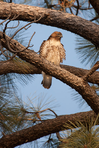 Gavilán de cola roja inmaduro (Red-tailed Hawk) | Project Noah