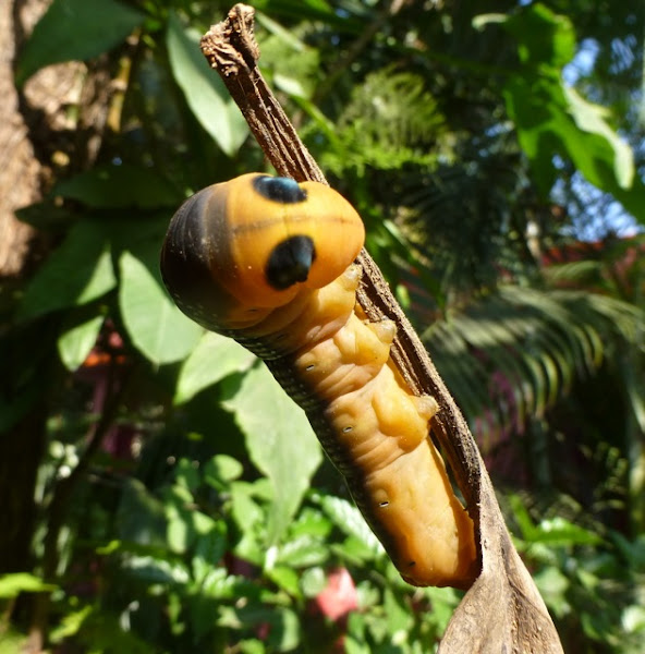 Oleander Hawk Moth (prepupal lava) | Project Noah