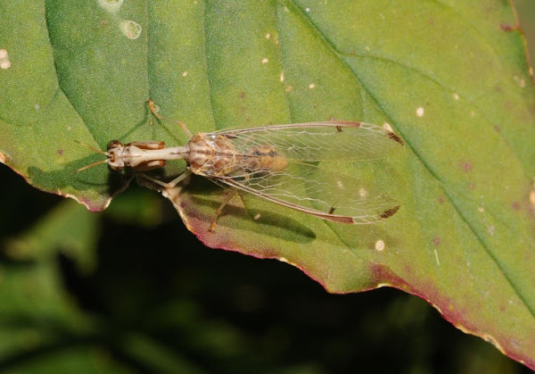 Mantidfly | Project Noah