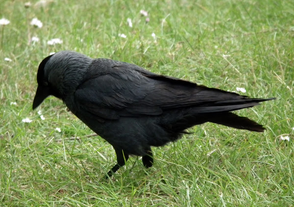 Jackdaw | Project Noah