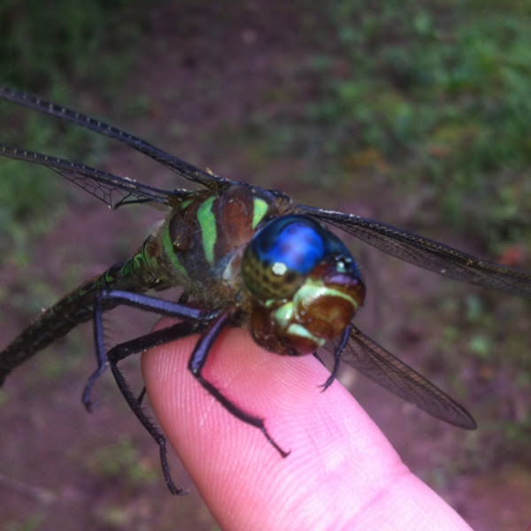Swamp Darner | Project Noah