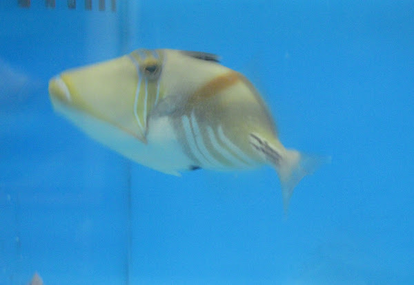 Lagoon Triggerfish | Project Noah