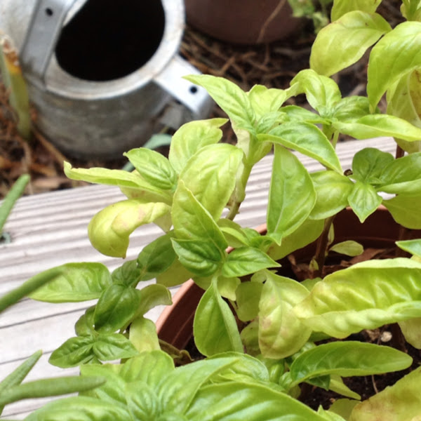 Basil | Project Noah