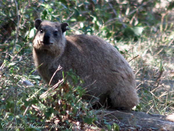 Rock Hyrax | Project Noah