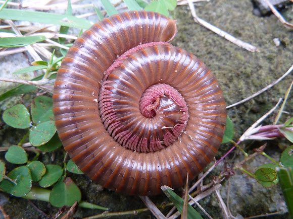 Rusty Millipede | Project Noah