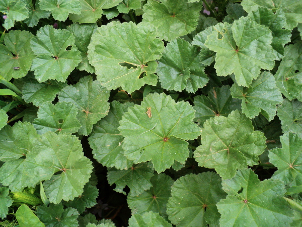 Common Mallow | Project Noah